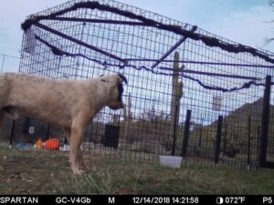 Humane Trapping Workshop | HARTT